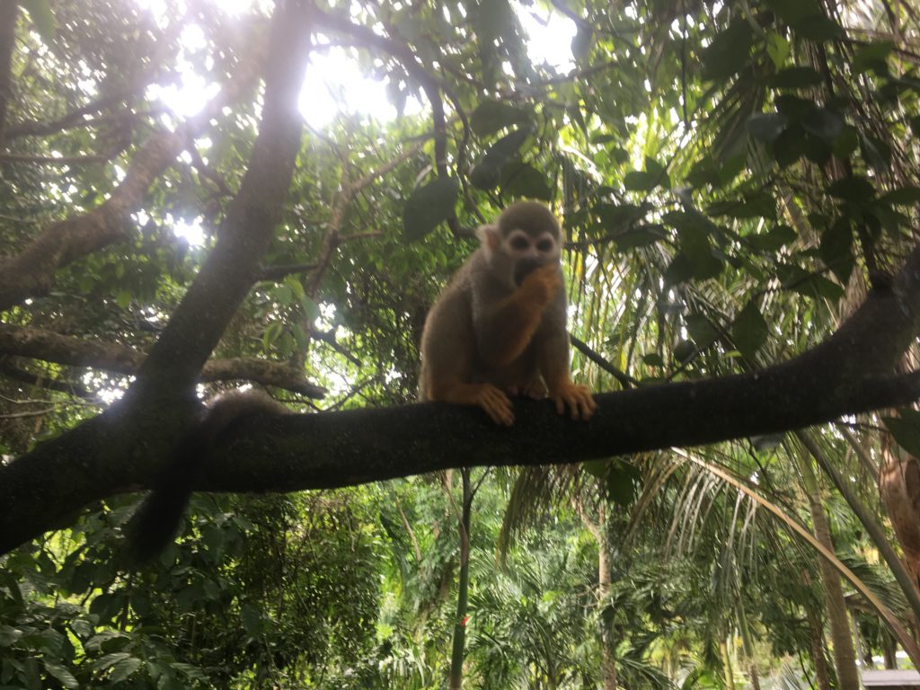 Monkeys in the Dominican Republic – What Kelly is laughing about